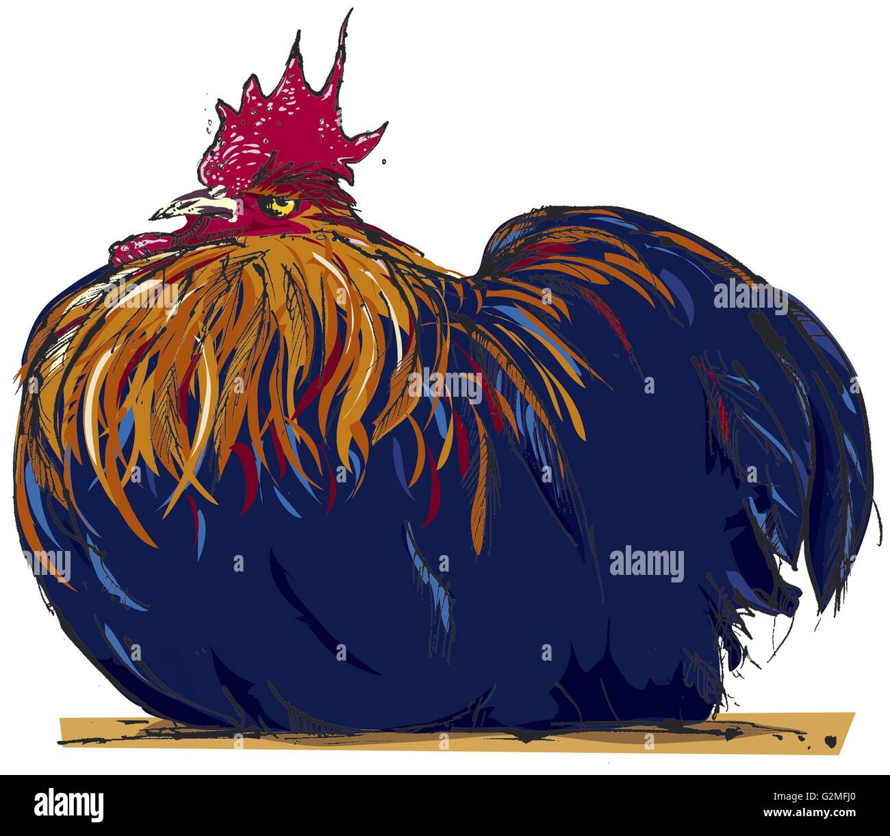 Blue rooster sitting Stock Photo - Alamy