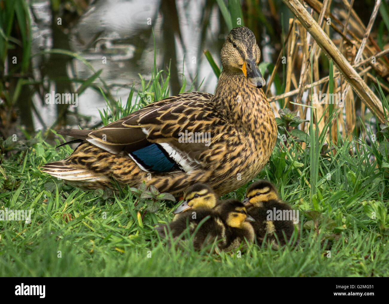 Mallard Family Duck and ducklings Stock Photo - Alamy