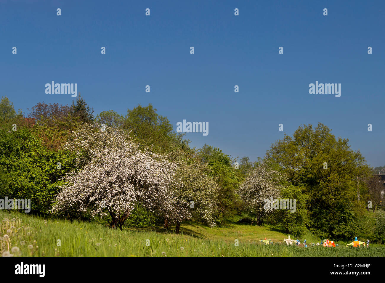 Apple trees are blooming hi-res stock photography and images - Alamy