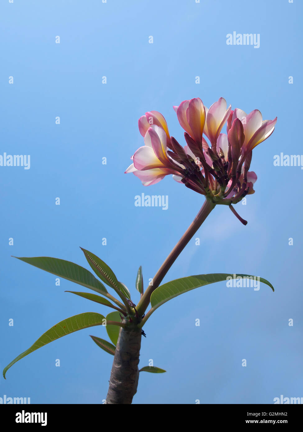 Frangipani (Plumeria) flowers Stock Photo - Alamy