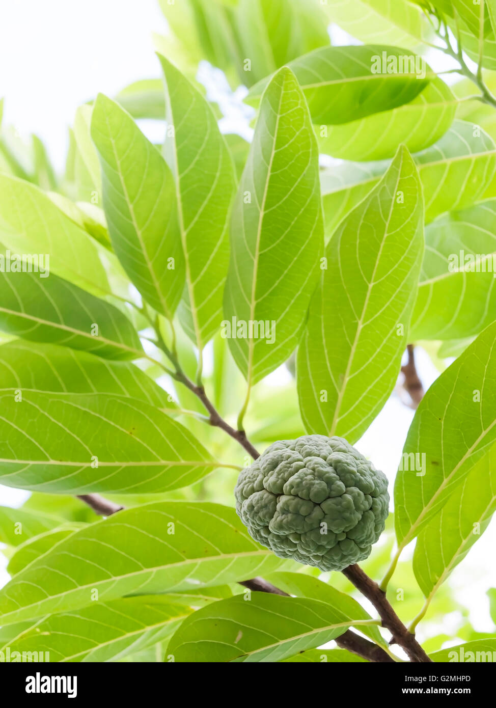 Fresh sugar apple Stock Photo - Alamy