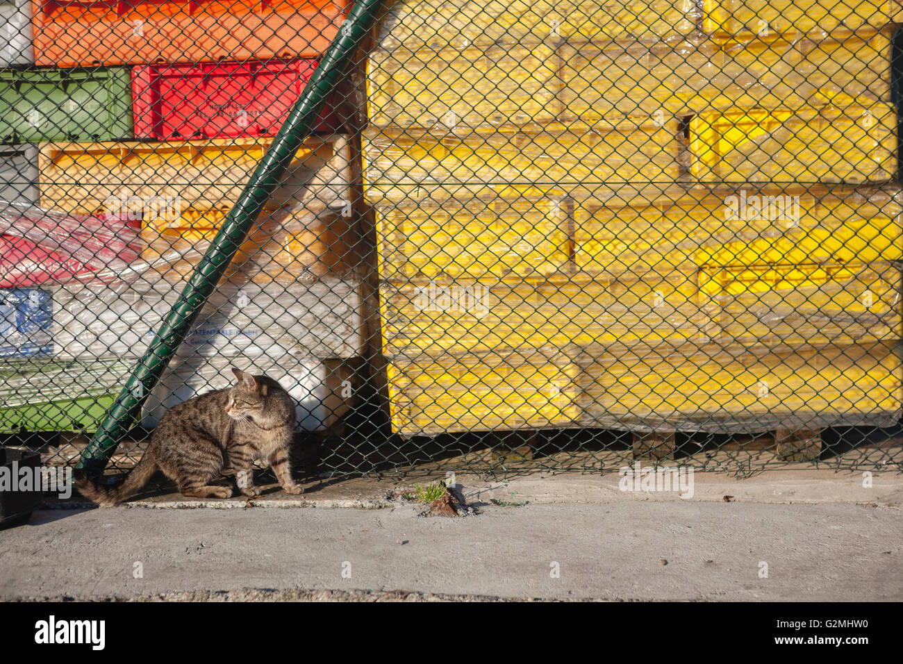 Cat living in port Stock Photo - Alamy
