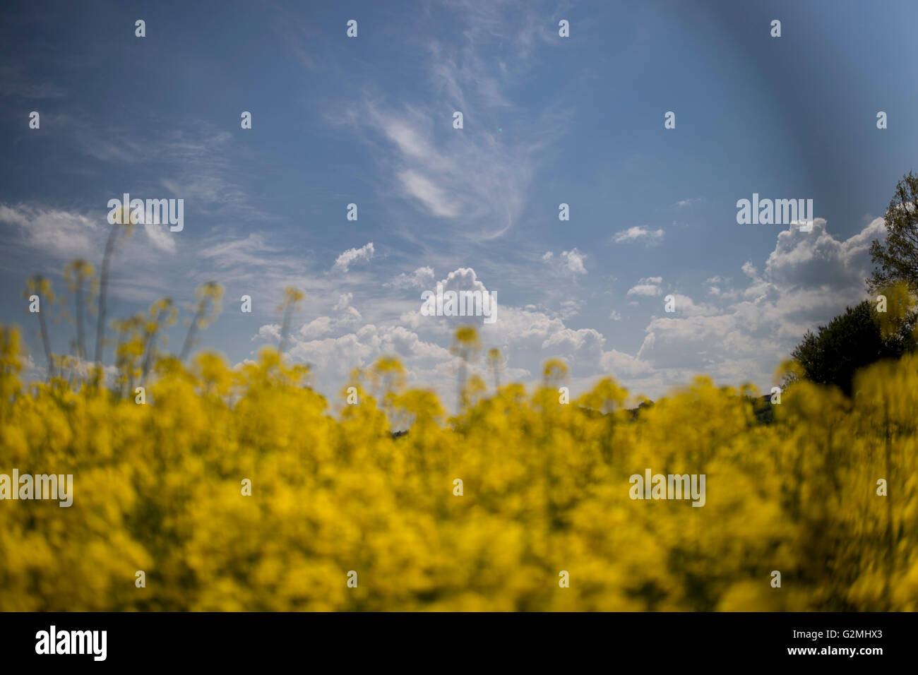Yellow landscape hi-res stock photography and images - Alamy