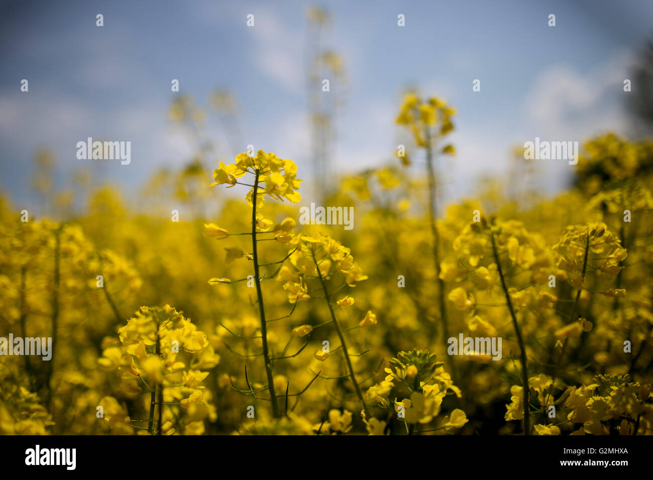 Beautiful spring landscape, yellow flower in rapeseed field Stock Photo ...