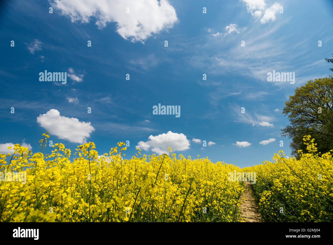 Rapeseed yellow field beautiful hi-res stock photography and images - Alamy