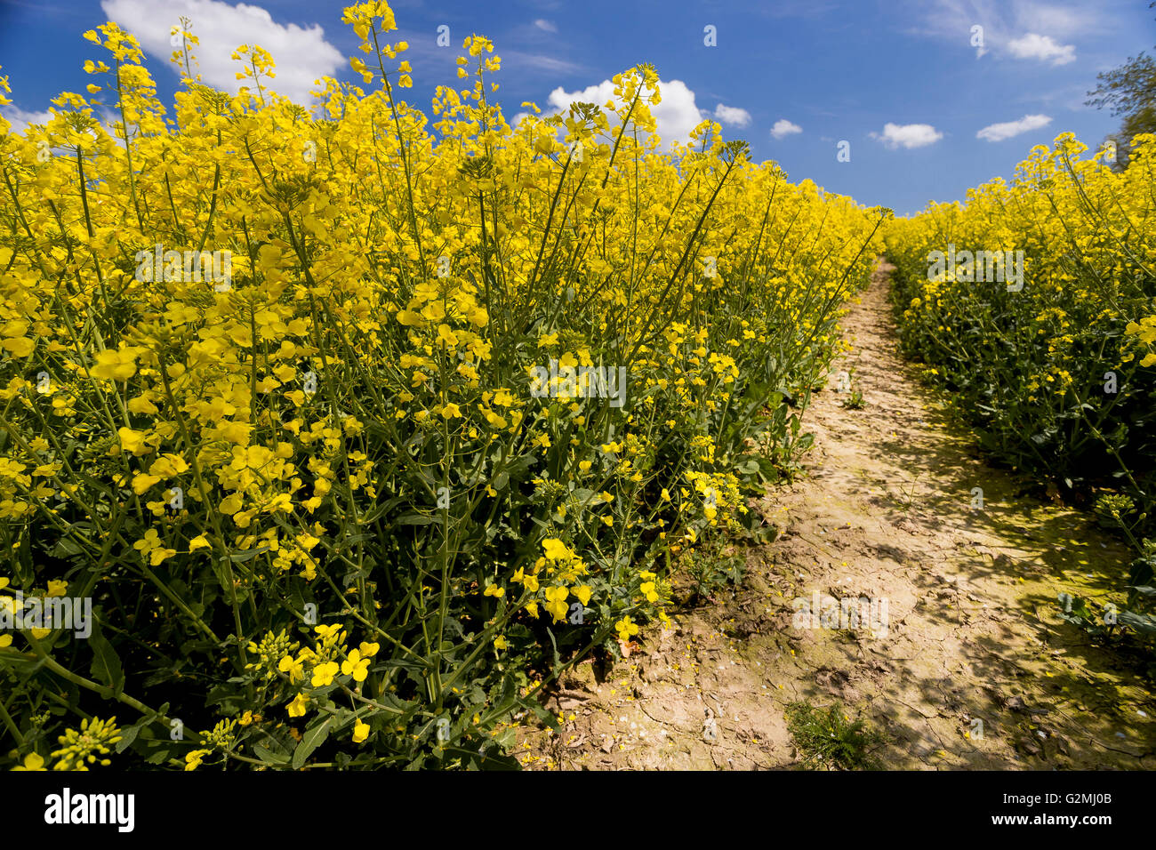 Field rapeseed landscape panorama hi-res stock photography and images ...