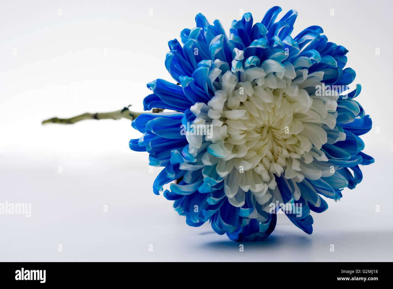blue and white flower on white background front side view Stock Photo ...