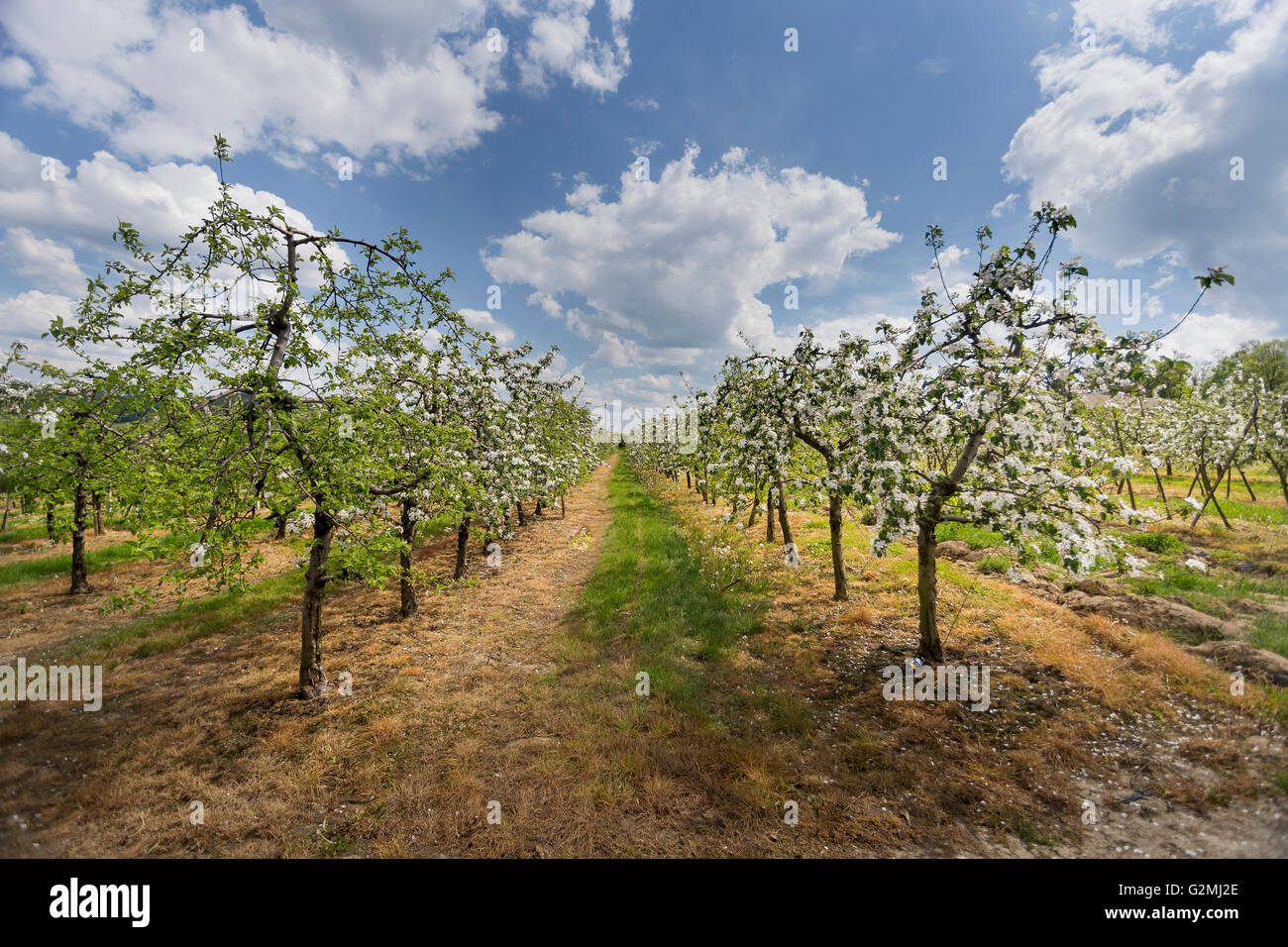 Blooming apple trees white hi-res stock photography and images - Alamy