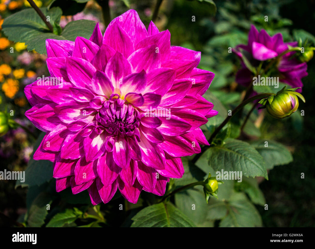 Indian pink flower hi-res stock photography and images - Alamy