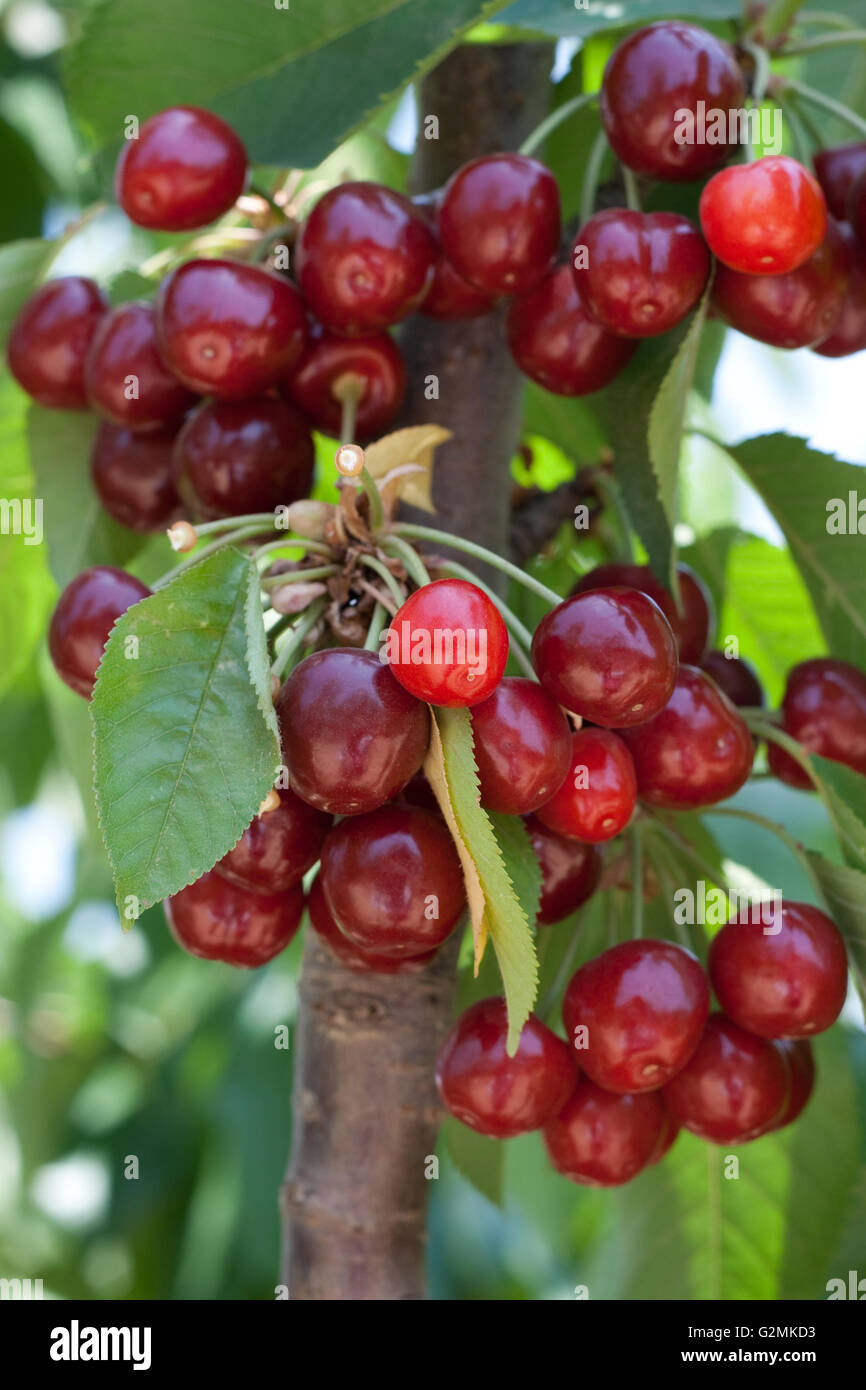 charry tree full of sweet appetising red fruits Stock Photo - Alamy