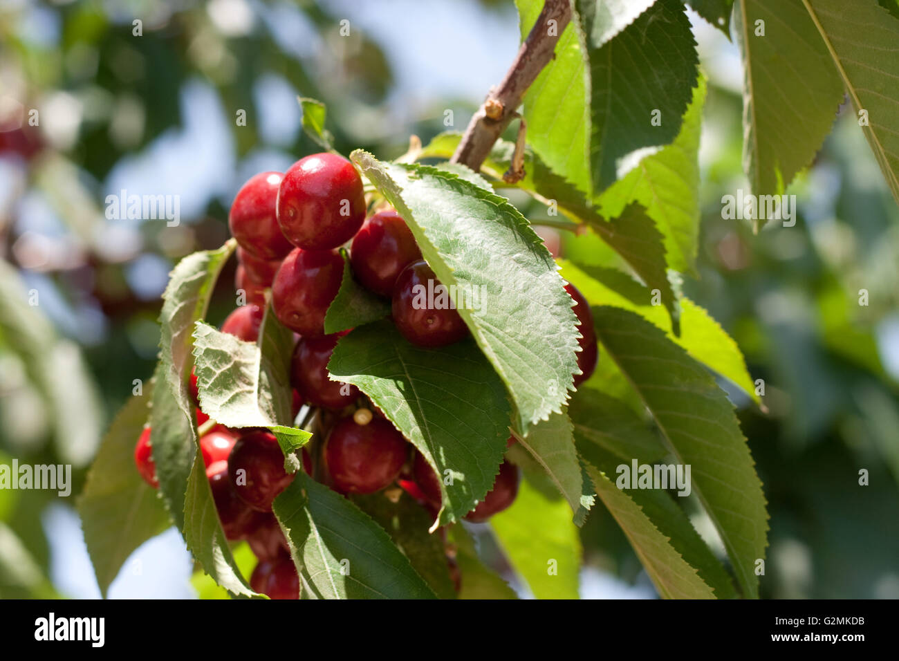 charry tree full of sweet appetising red fruits Stock Photo - Alamy