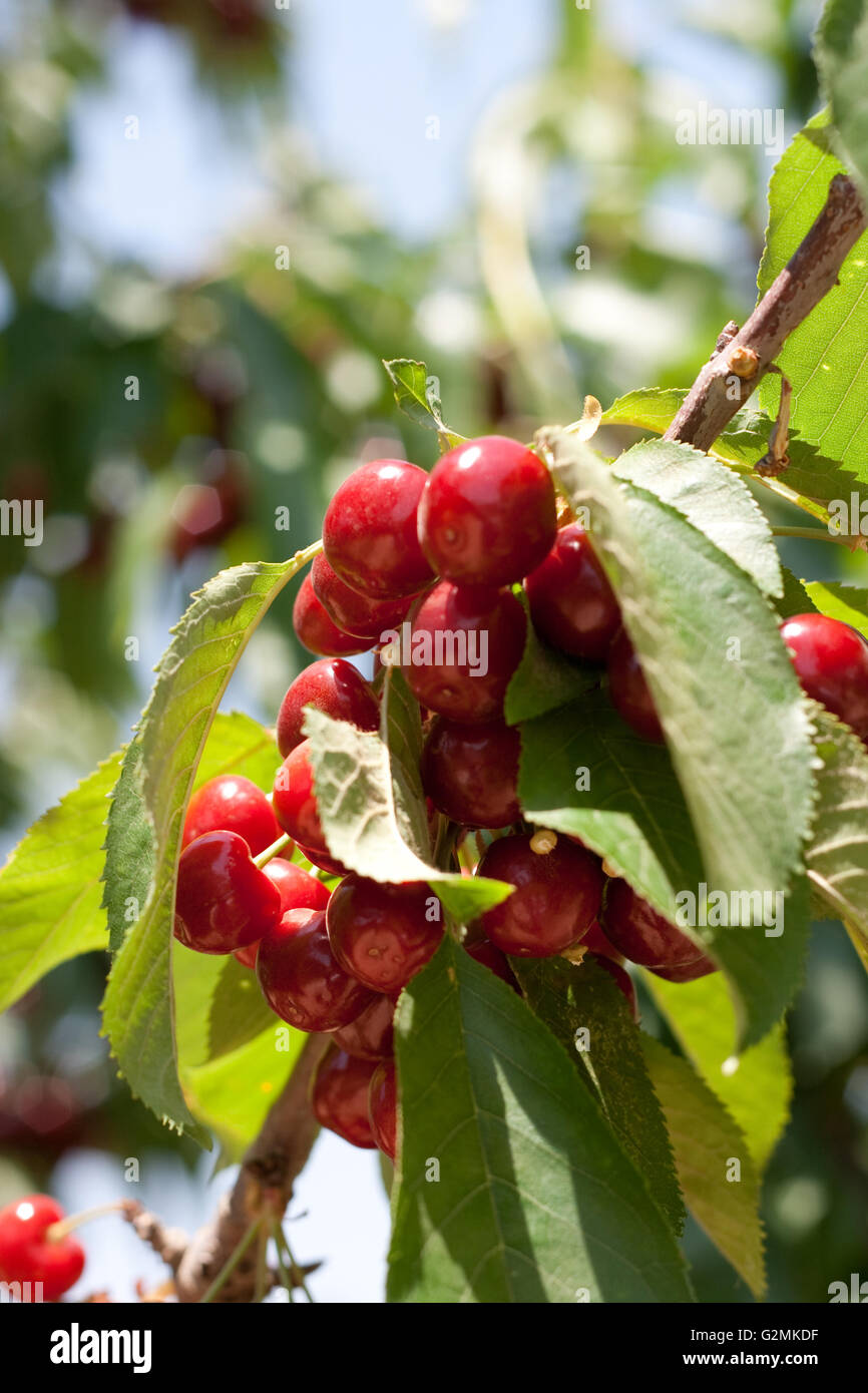 Charry hi-res stock photography and images - Alamy