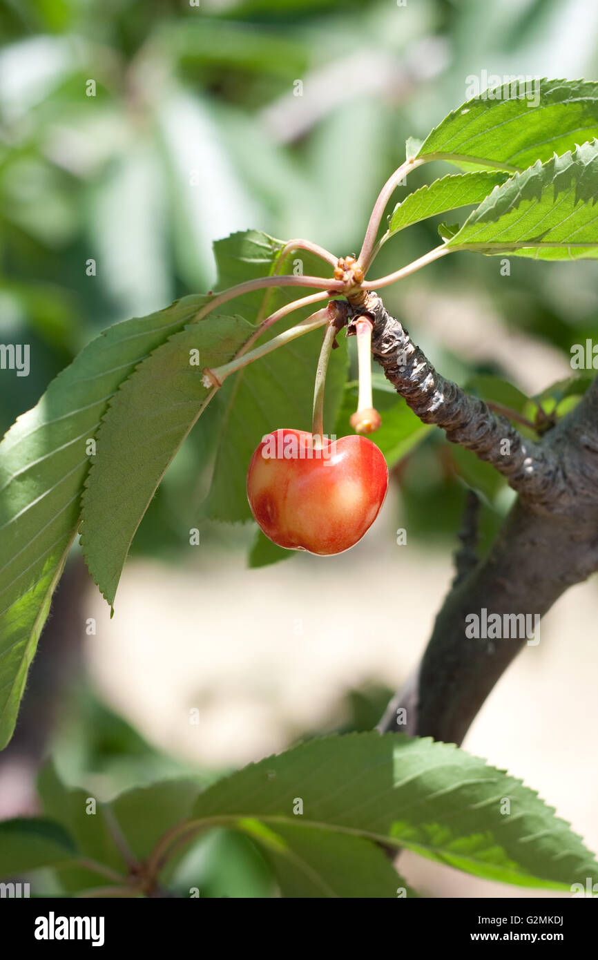 charry tree full of sweet appetising red fruits Stock Photo - Alamy