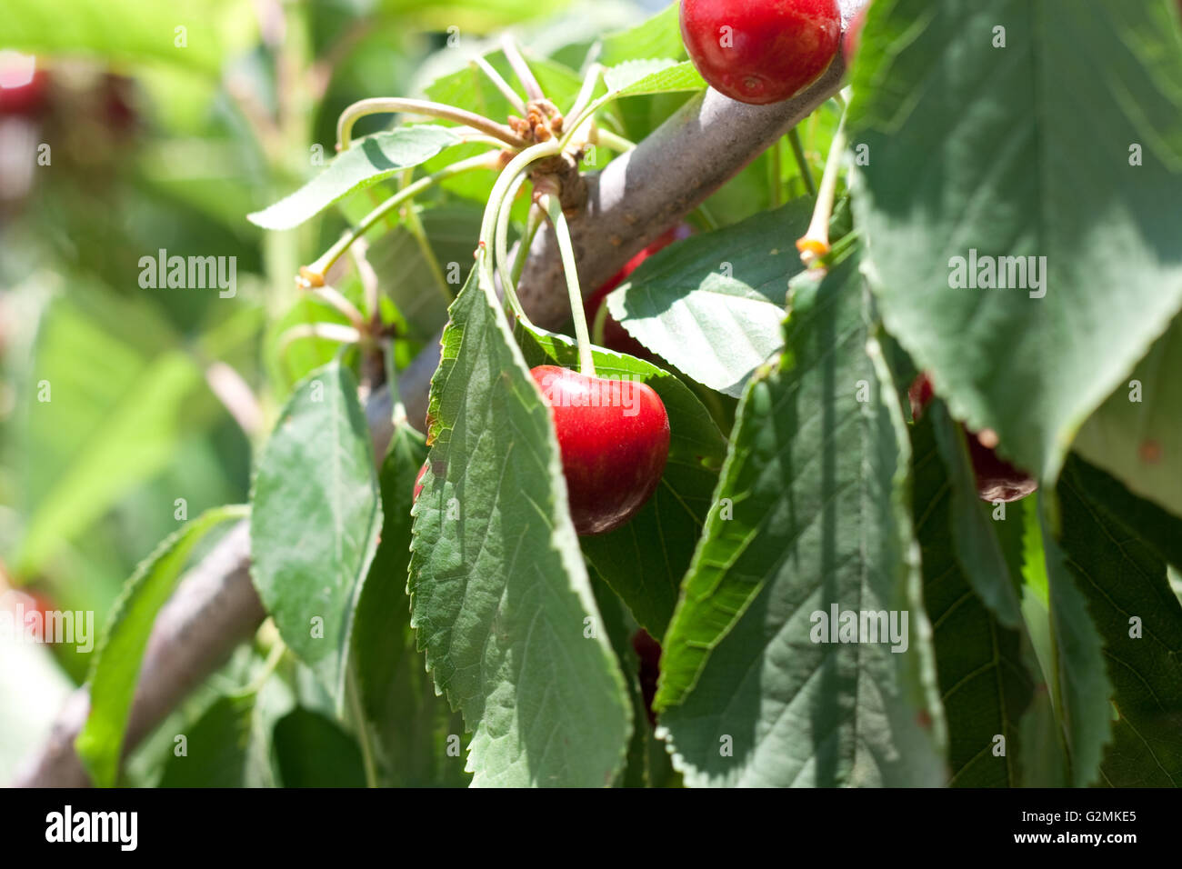 charry tree full of sweet appetising red fruits Stock Photo - Alamy