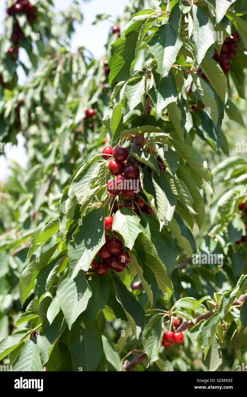 charry tree full of sweet appetising red fruits Stock Photo - Alamy