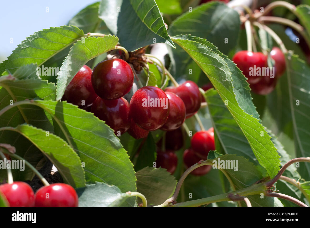charry tree full of sweet appetising red fruits Stock Photo - Alamy