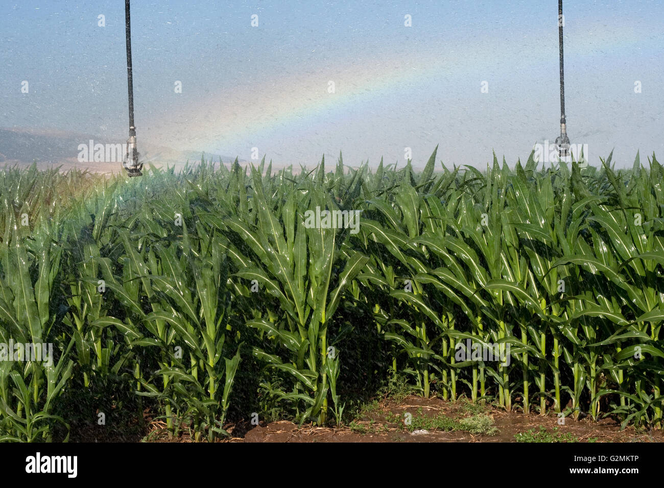 rainbow in a corn field while prinklers work Stock Photo - Alamy
