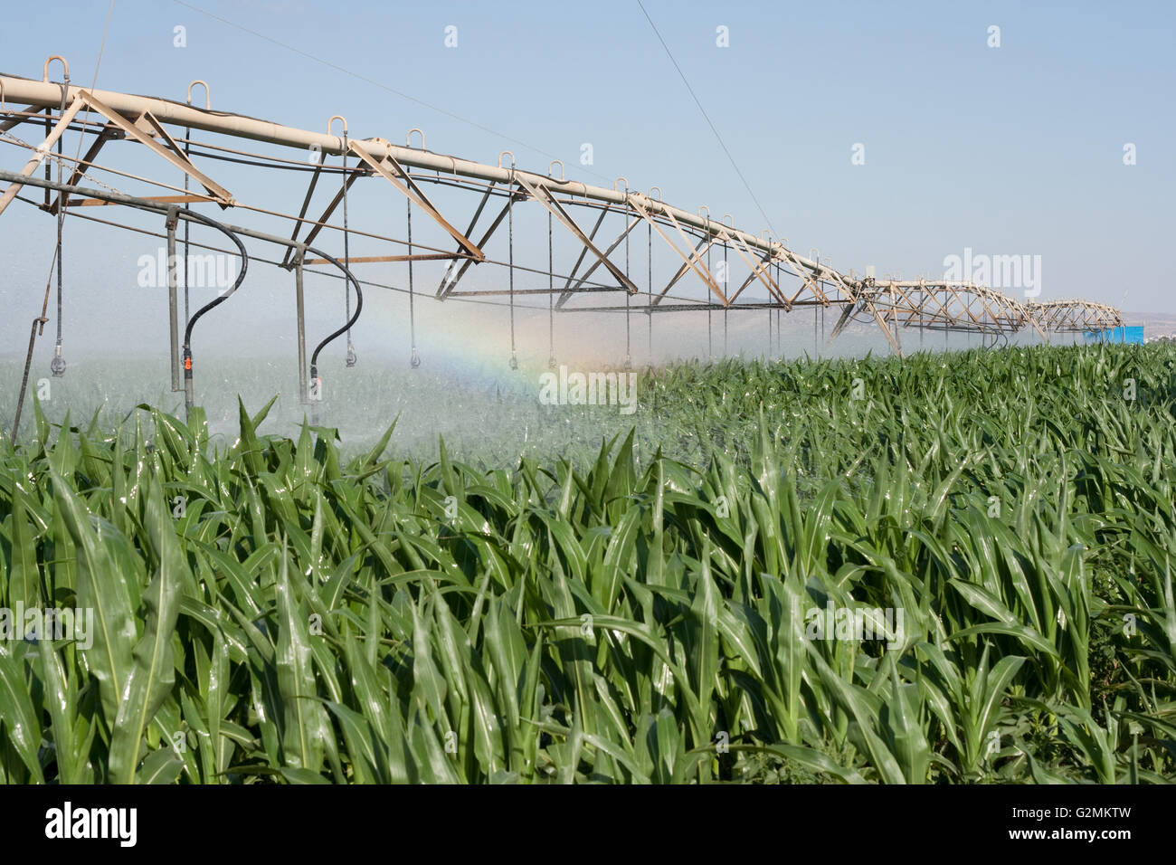 rainbow in a corn field while prinklers work Stock Photo - Alamy
