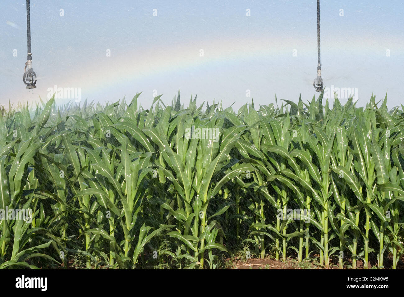 rainbow in a corn field while prinklers work Stock Photo - Alamy