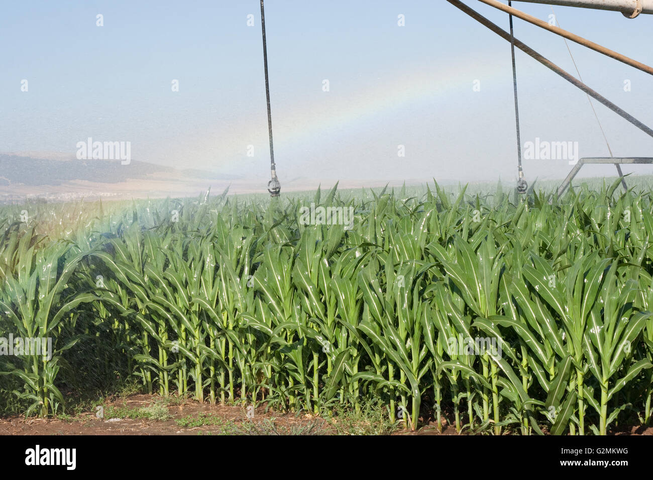 rainbow in a corn field while prinklers work Stock Photo - Alamy