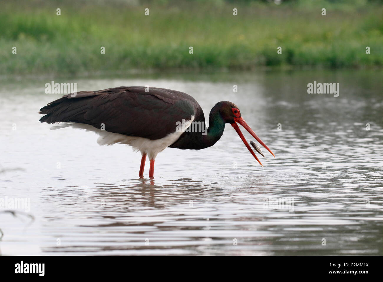 Black stork, Ciconia nigra, single bird in water, Hungary, May 2016 ...