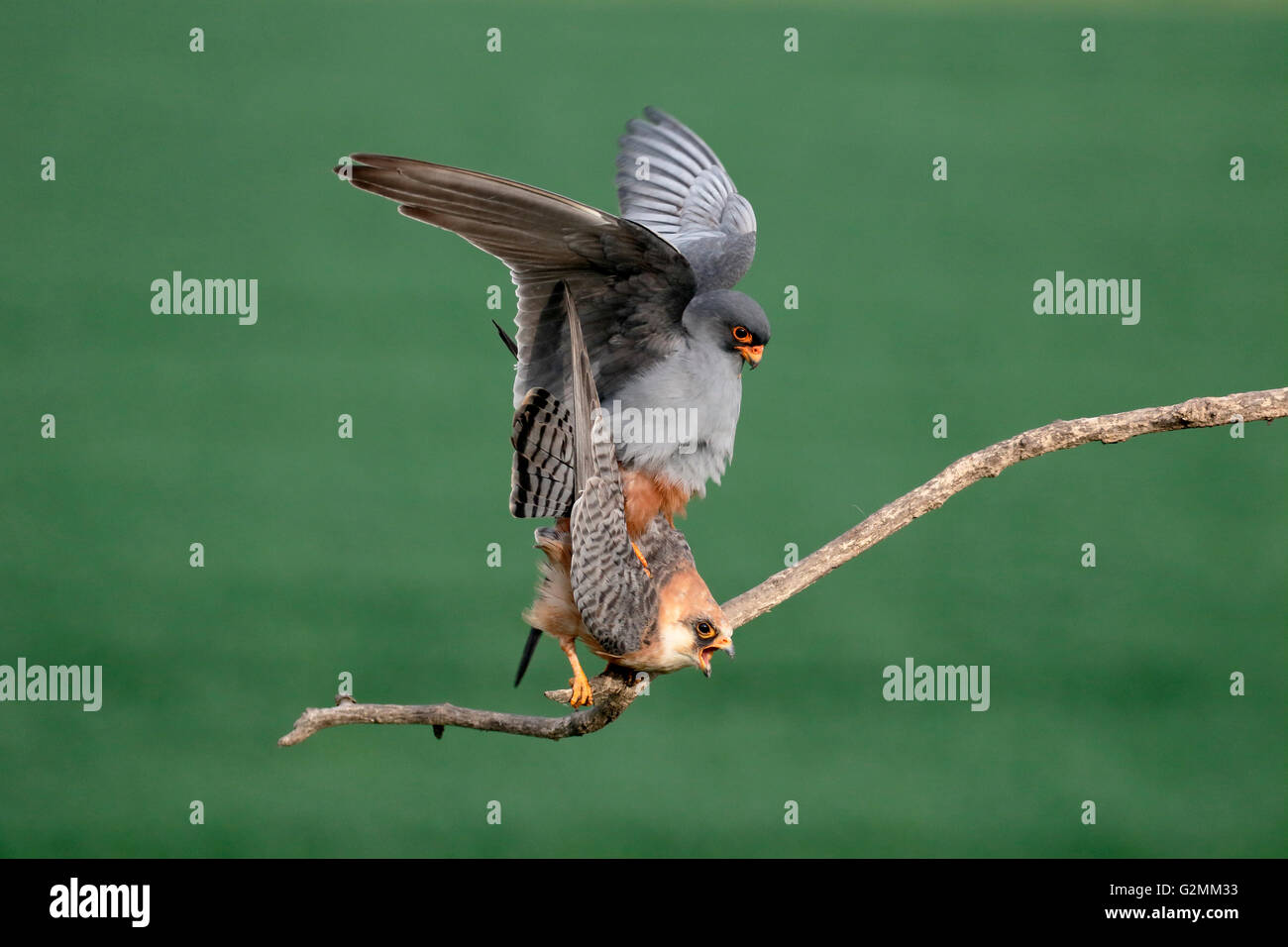 Red-footed falcon, Falco vespertinus, pair mating, Hungary, May 2016 ...