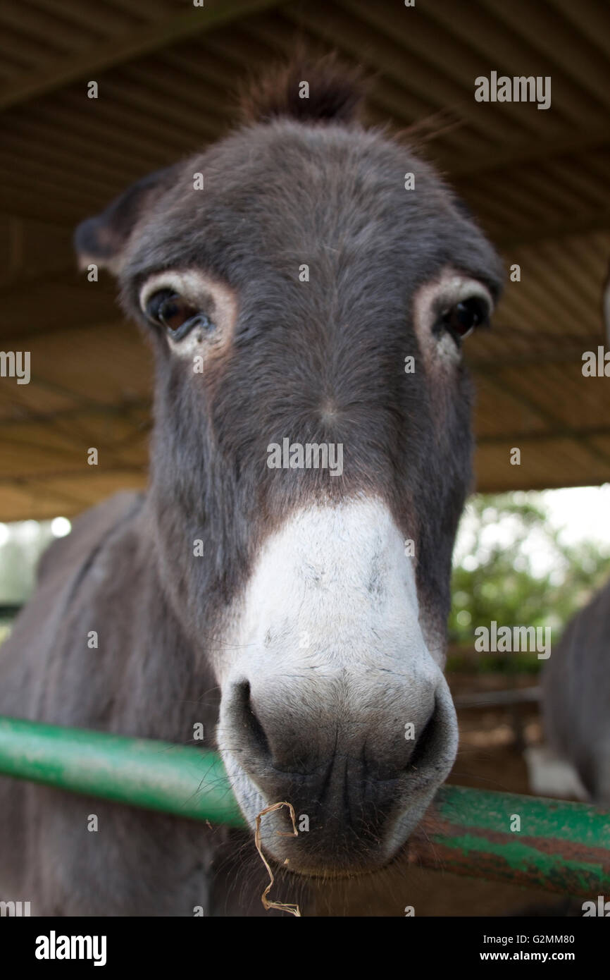 donkey face closeup focus on the nose Stock Photo - Alamy