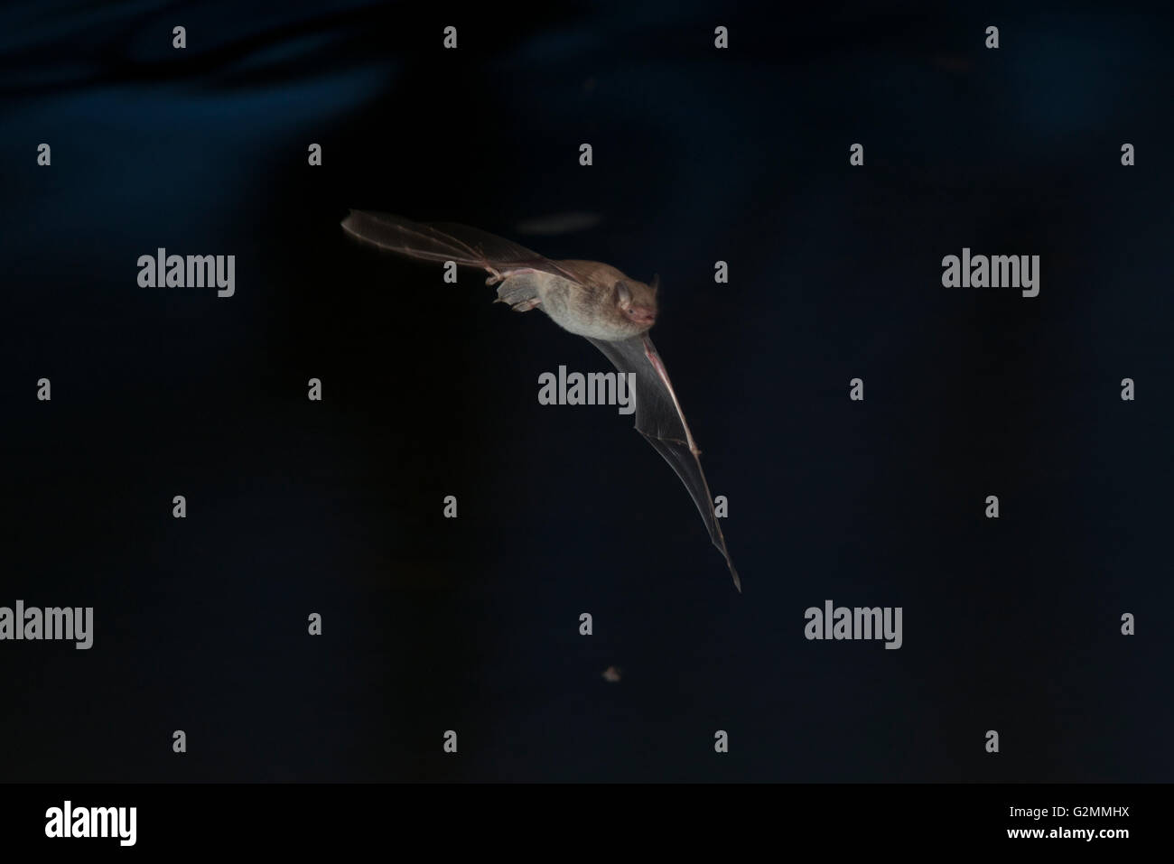 Daubenton´s Bat (Myotis daubentoni) flying ower water surface in the ...