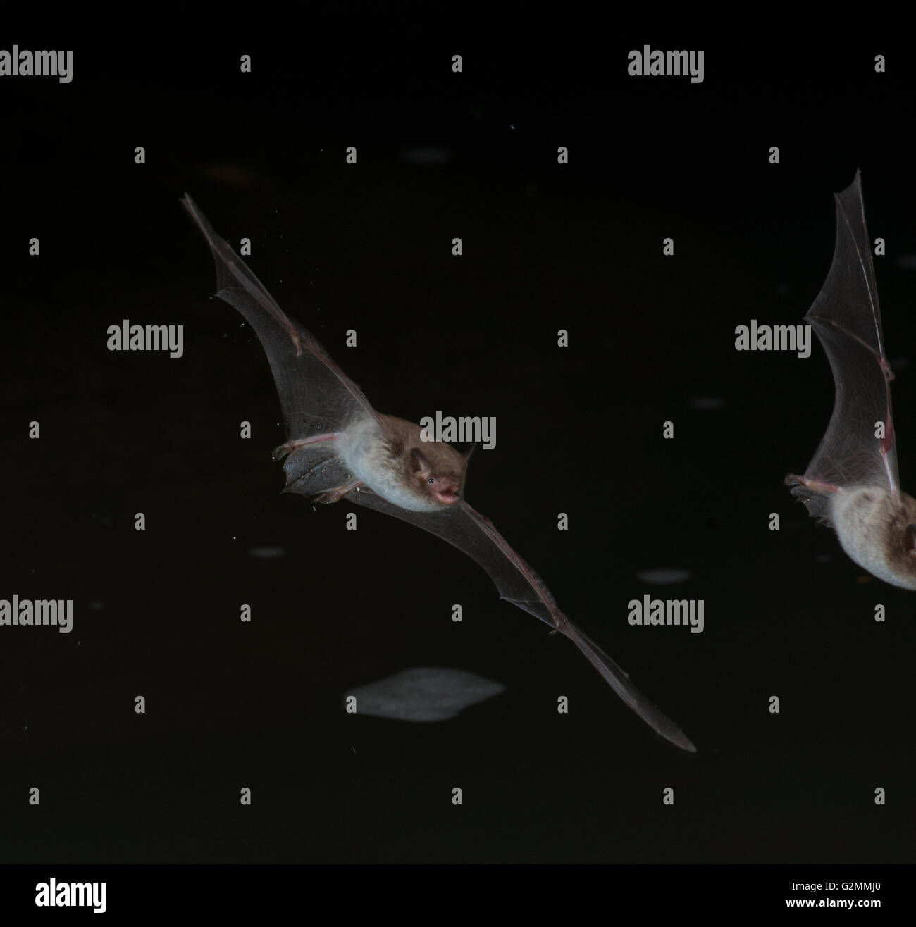 Daubenton´s Bat (Myotis daubentoni) flying ower water surface in the ...