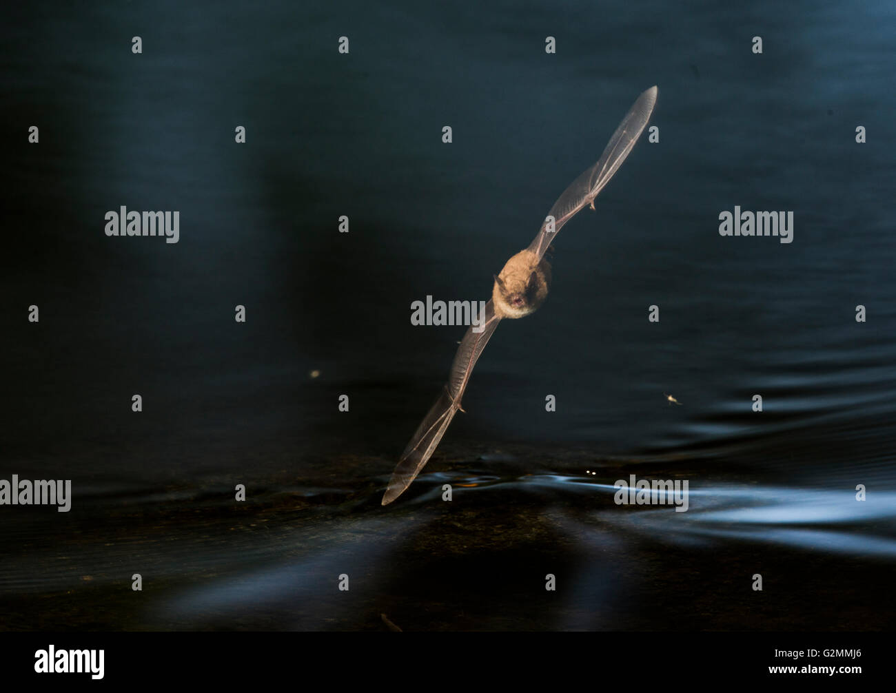 Catch flying insects hi-res stock photography and images - Alamy