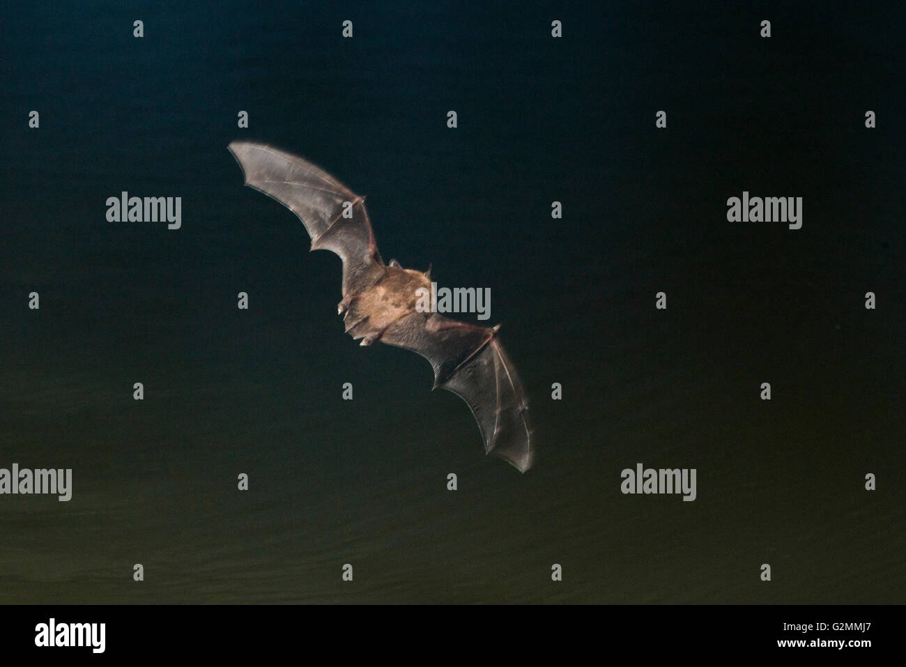 Daubenton s bat hi-res stock photography and images - Alamy