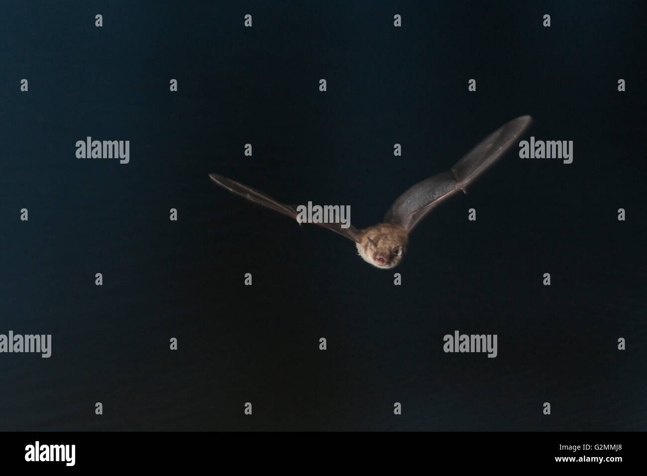 Daubenton´s Bat (Myotis daubentoni) flying ower water surface in the ...