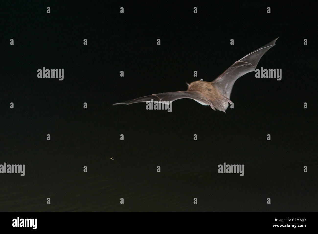 Daubenton´s Bat (Myotis daubentoni) flying ower water surface in the ...
