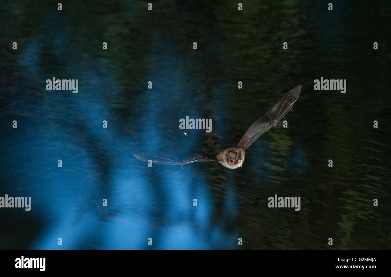 Daubenton´s Bat (Myotis daubentoni) flying ower water surface in the ...