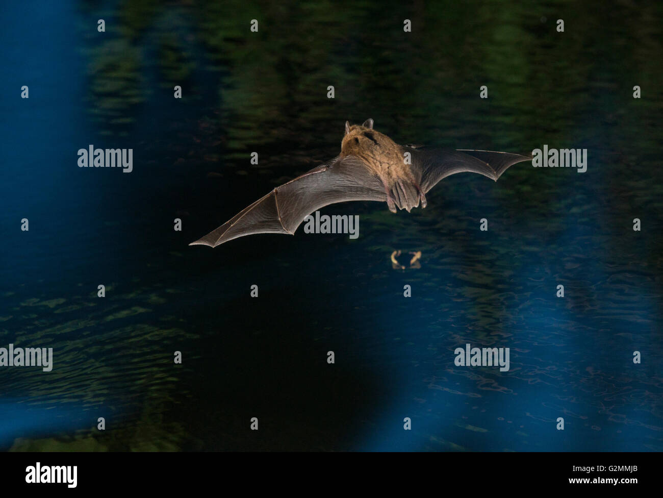Daubenton´s Bat (Myotis daubentoni) flying ower water surface in the ...