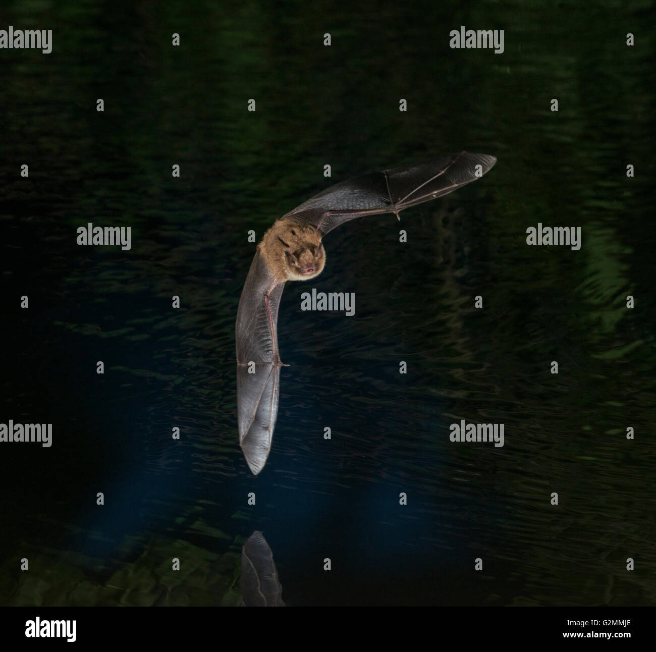Daubenton´s Bat (Myotis daubentoni) flying ower water surface in the ...