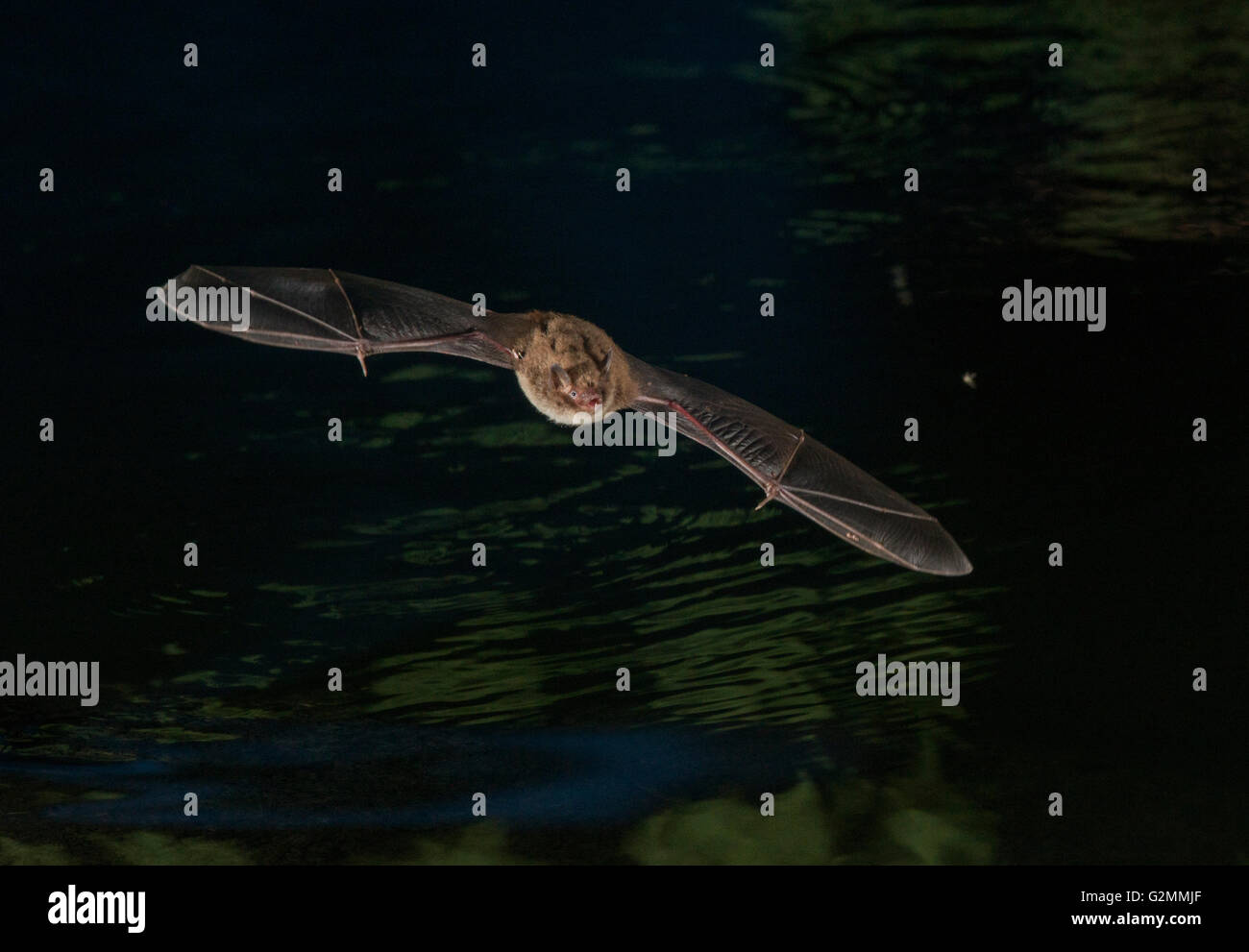 Myotis daubentoni hi-res stock photography and images - Alamy