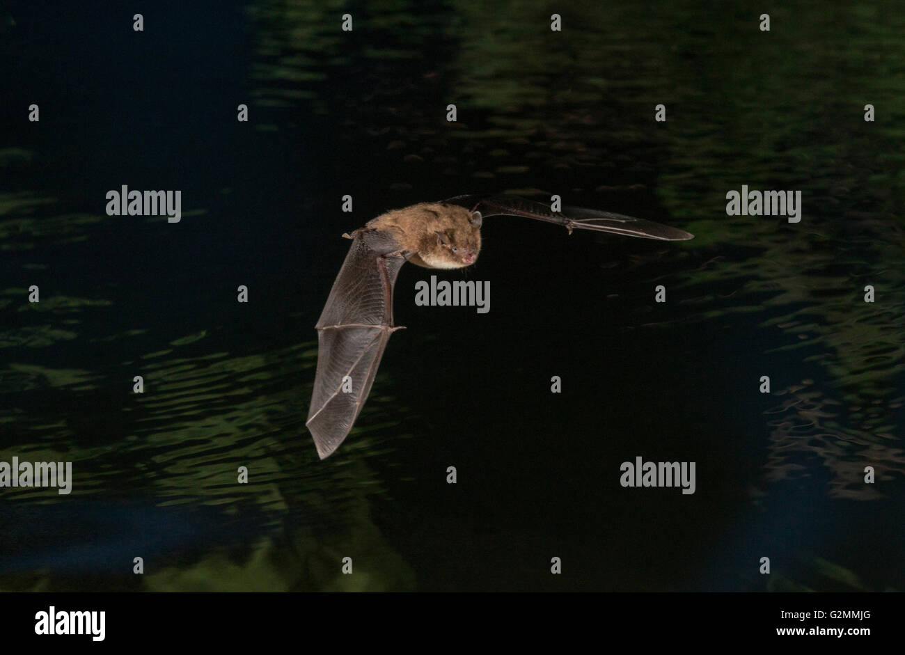 Daubenton´s Bat (Myotis daubentoni) flying ower water surface in the ...