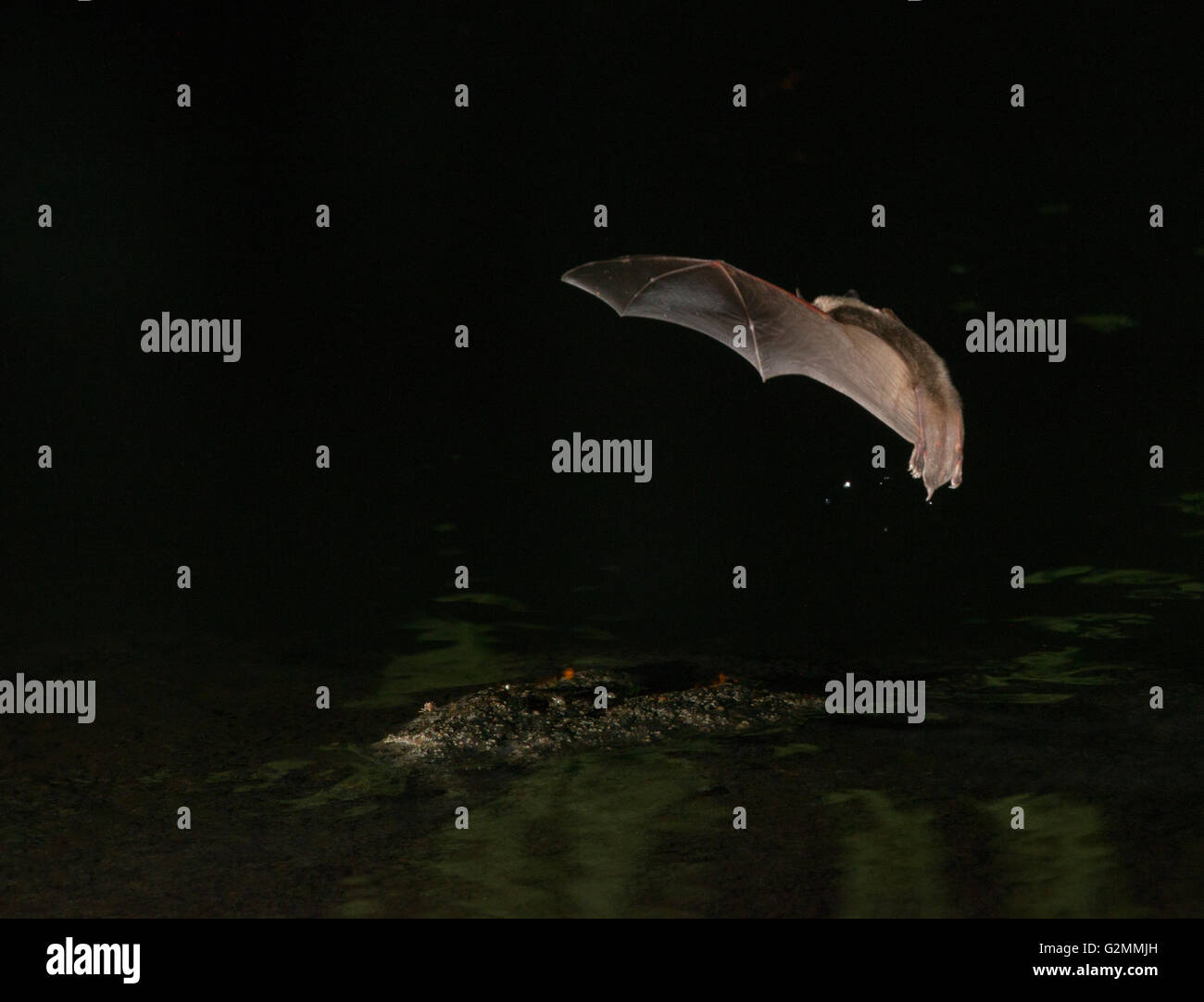 Daubenton´s Bat (Myotis daubentoni) flying ower water surface in the ...