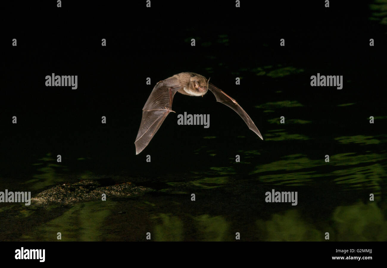 Daubenton´s Bat (Myotis daubentoni) flying ower water surface in the ...