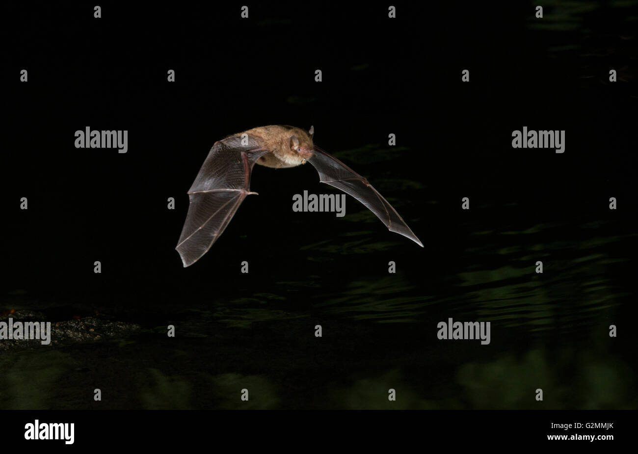 Daubenton s bat hi-res stock photography and images - Alamy