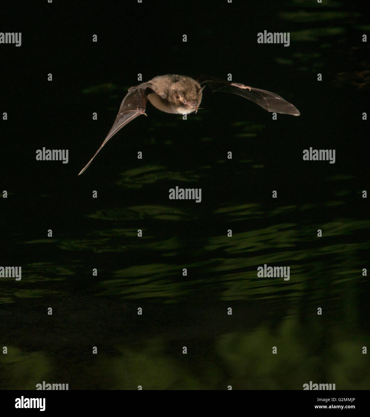 Daubenton s bat hi-res stock photography and images - Alamy