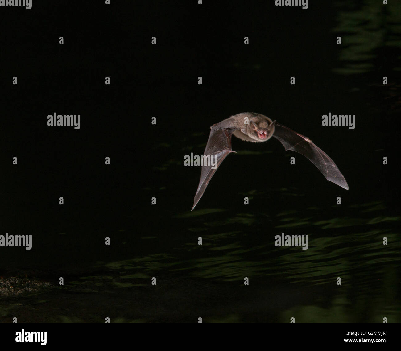 Daubenton s bat hi-res stock photography and images - Alamy