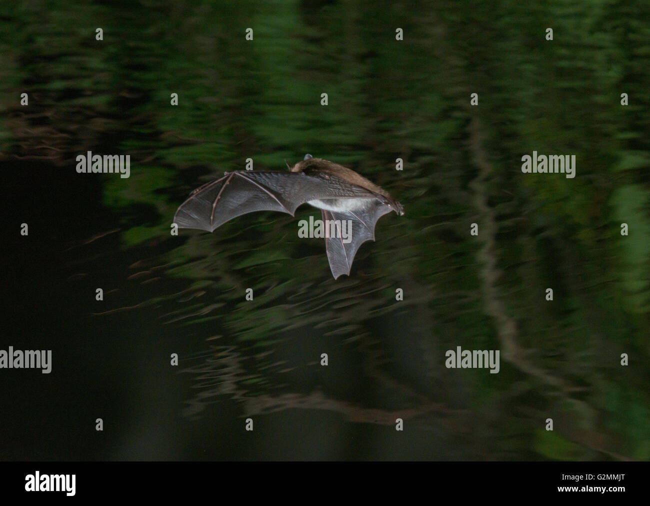 Daubenton´s Bat (Myotis daubentoni) flying ower water surface in the ...