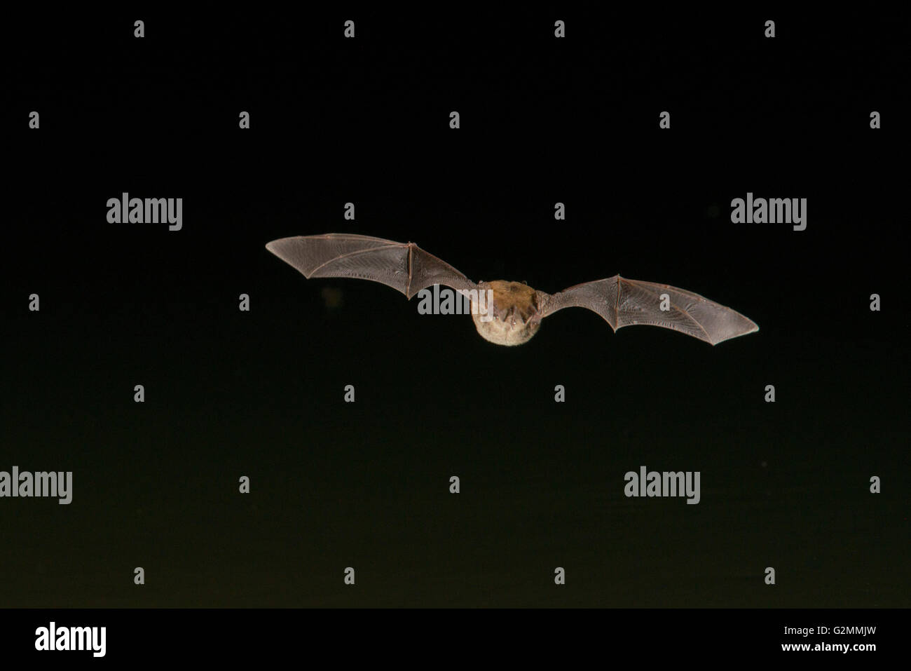 Myotis daubentoni hi-res stock photography and images - Alamy