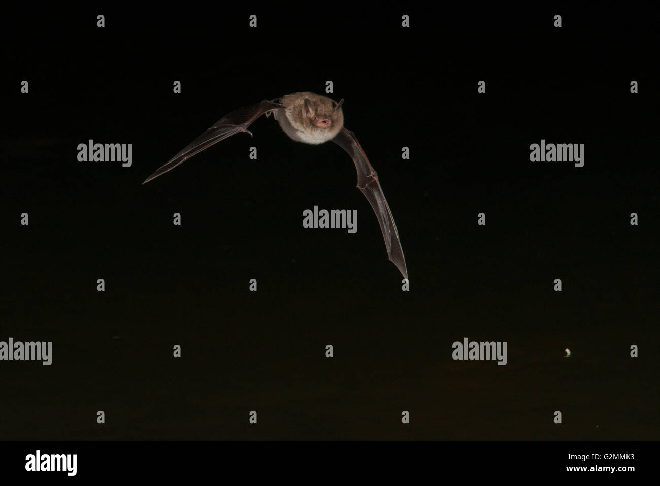 Daubenton´s Bat (Myotis daubentoni) flying ower water surface in the ...