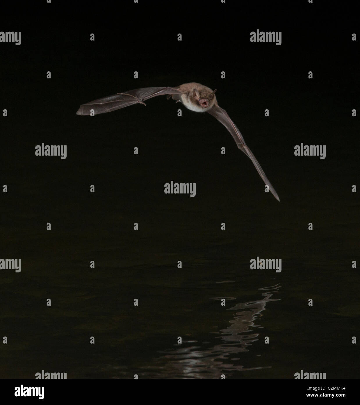 Daubenton´s Bat (Myotis daubentoni) flying ower water surface in the ...
