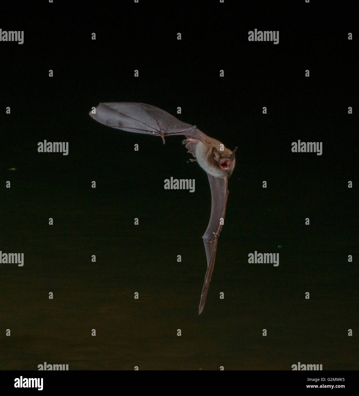 Vattenfladdermus hi-res stock photography and images - Alamy