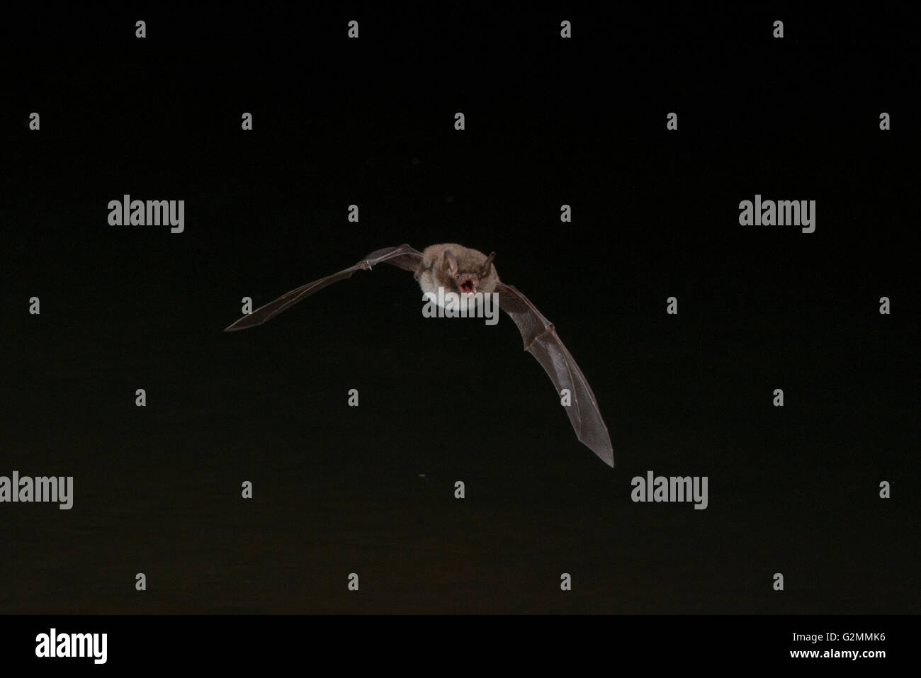 Daubenton´s Bat (Myotis daubentoni) flying ower water surface in the ...