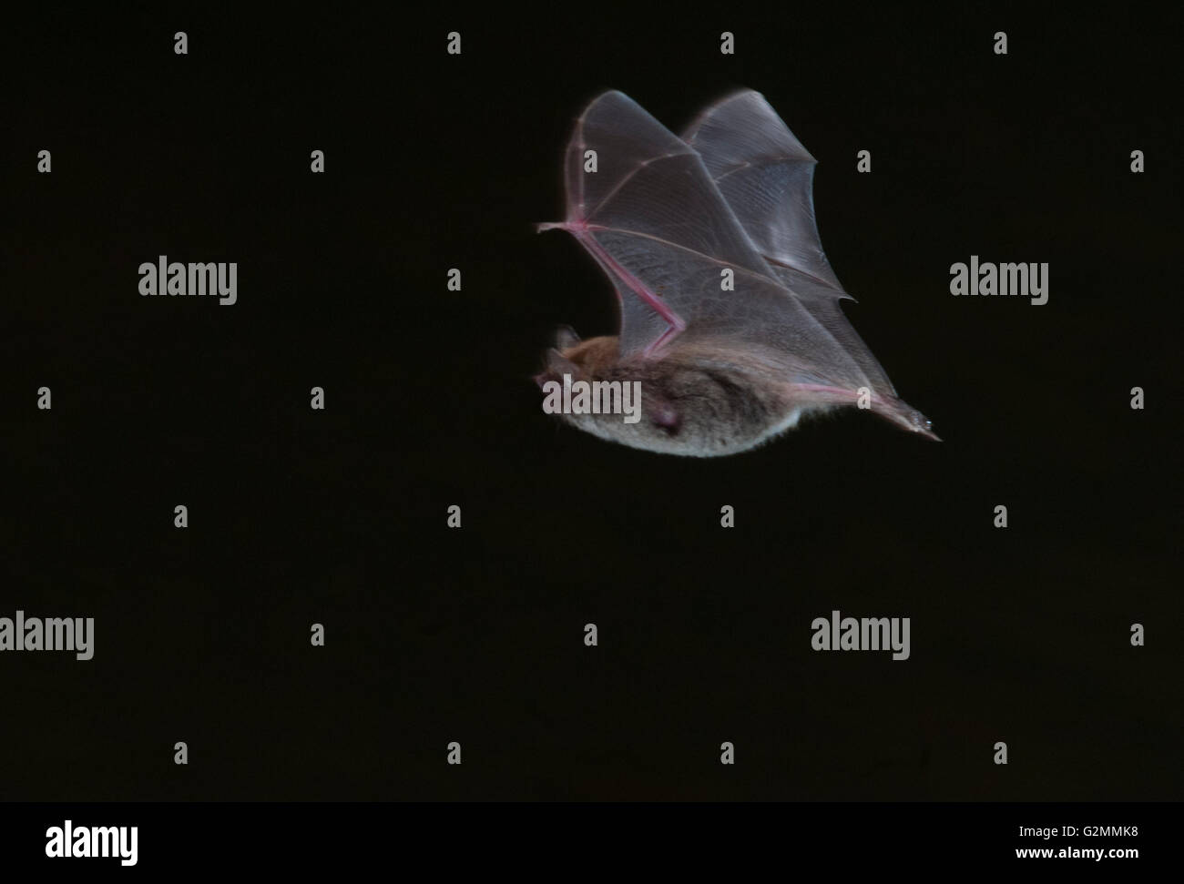 Daubenton´s Bat (Myotis daubentoni) flying ower water surface in the ...
